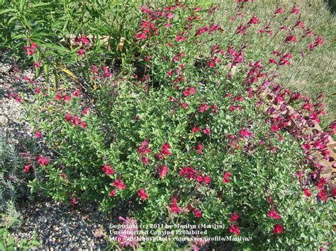 Photo Of The Entire Plant Of Autumn Sage Salvia Greggii Raspberry