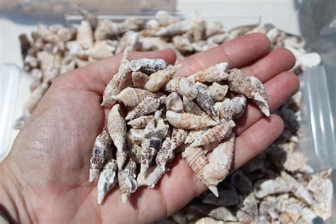 20 Cerith Sea Shells Pointed Shells Sanibel Shells White And Brown
