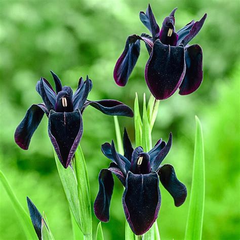 Buy Black Iris Iris Bulbs And Rhizomes Brecks
