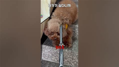 나는야 집순이🏡뜨거운 오세 강아지 푸들 Youtube