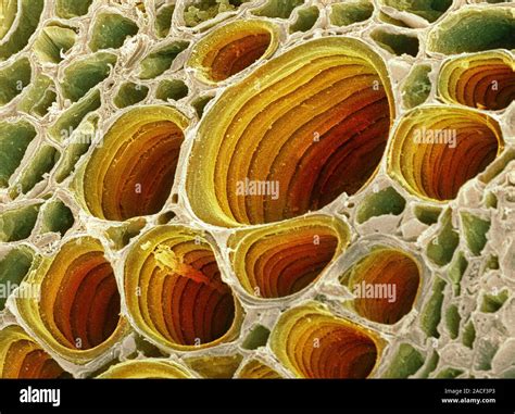Xylem Plant Cells Coloured Scanning Electron Micrograph Sem Of Xylem