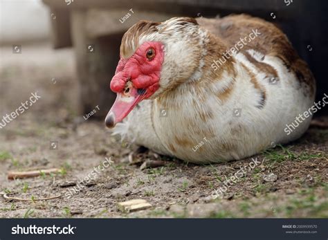 Brown Muscovy Duck