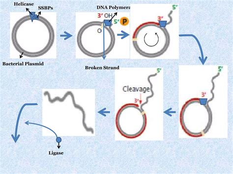 Bidirectional And Rolling Circular Dna Replication Pptx Chemistry Science