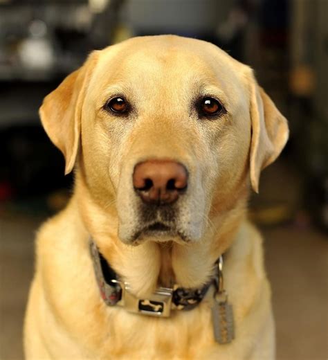 Yellow English Labrador Retriever