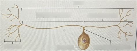 Neuron Classification 3 Diagram Quizlet