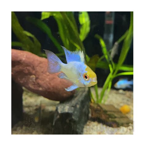 Ramirezi Blue Koi Ciclido Enano Acuario Acuaworld