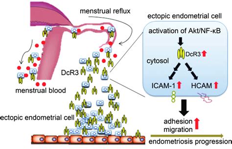 Working Model Dcr3 Promotes Cell Adhesion And Enhances Endometriosis