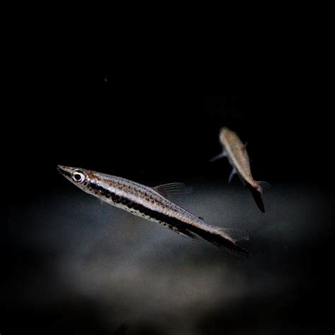 Freshwater Oddball Fish At