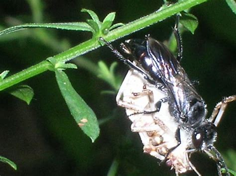 Ichneumonidae Eating Bug Astata Bugguidenet