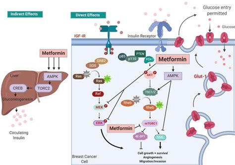 Metformin Activity Against Breast Cancer Mechanistic Differences By Molecular Subtype And