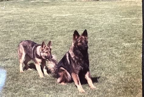Our Ddr Girl From The ‘90s Rgermanshepherds