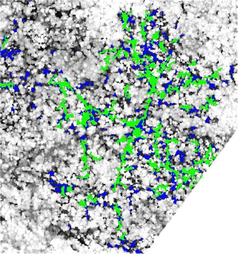 Analyzed Lidar Image Of Illegal Logging In Central Kalimantan The