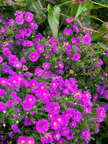 Aster Pixie Red Eyes Pépinière Delabroye