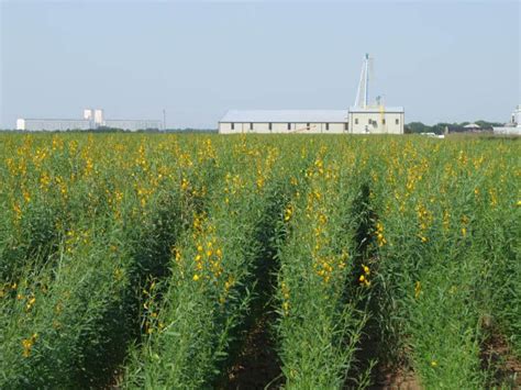 Sunn Hemp Johnston Seed Company