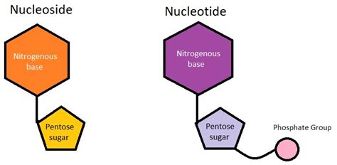 Nucleoside Vs Nucleotide
