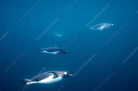 Gentoo Penguins Underwater Antarctica Stock Image C0020367