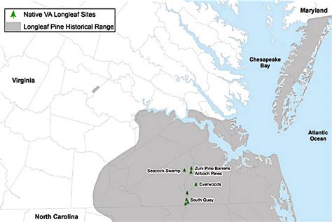 Longleaf Pine In Virginia
