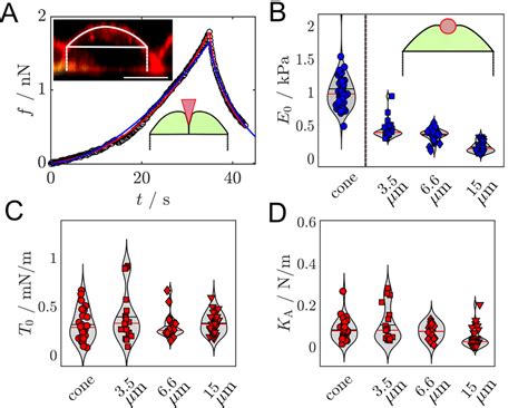 A Indentation Retraction Curve Of A Confluent Mdck Ii Cell Probed With Download Scientific