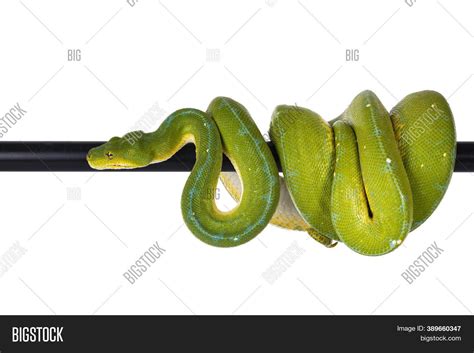 Adult Green Tree Image Photo Free Trial Bigstock