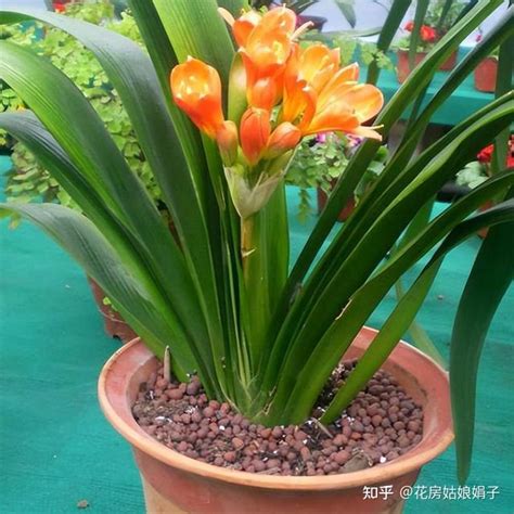 君子兰 黄叶”能剪掉吗？原来一直都搞错了，难怪总是养不好 知乎