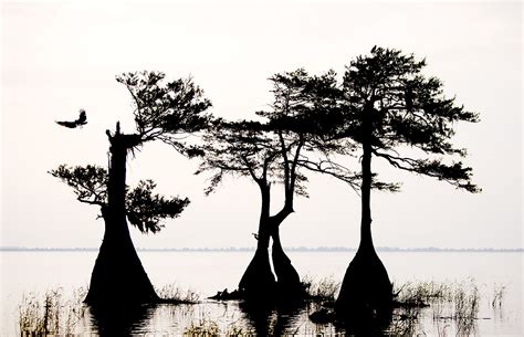 Swamp Tree Silhouette