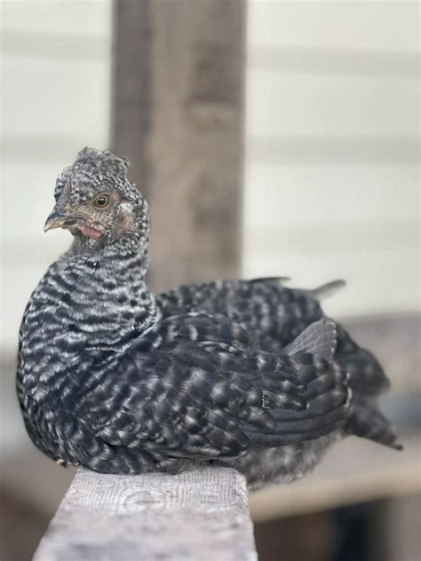Silkie Bantambarred Rock Mix Album On Imgur