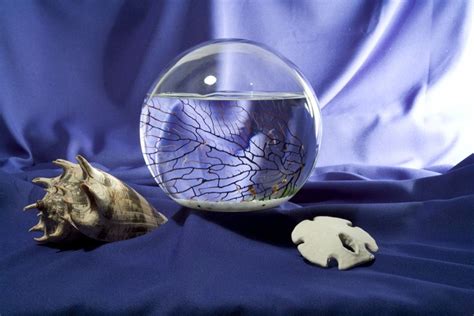 Mico Ecosystem Artofit