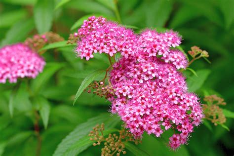 What To Plant With Spirea What To Plant With Blue Mist Spirea Zate