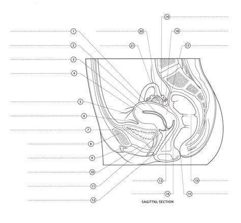 Reproductive System Female Abdomen And Pelvis Sagittal Section