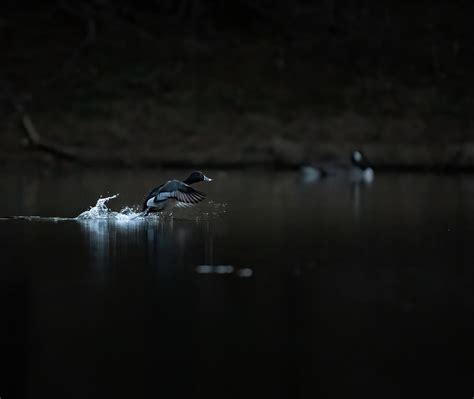 Duck Action Photograph By Liz Eudy Pixels
