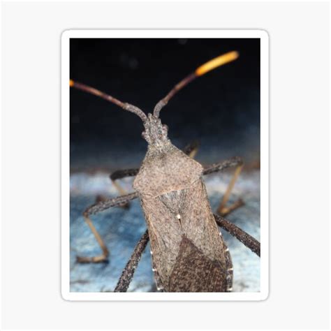 A Leaf Footed Bug From Texas Usa Identified As Acanthocephala