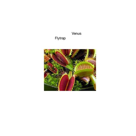 Venus Fly Trap Book 420758