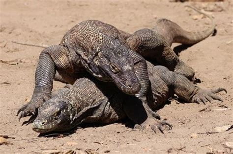 Komodo Dragon Mating