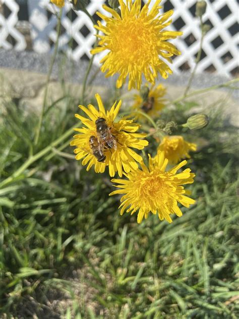 Prairies Pollinators Play A Crucial Role Grainews