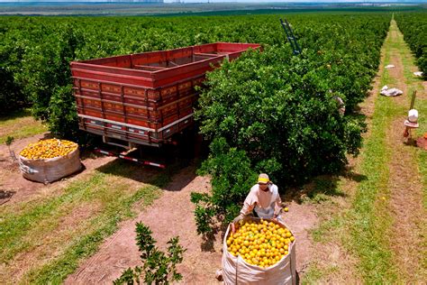 Could Other Fruits Be Added To Orange Juice Amid Orange Shortages