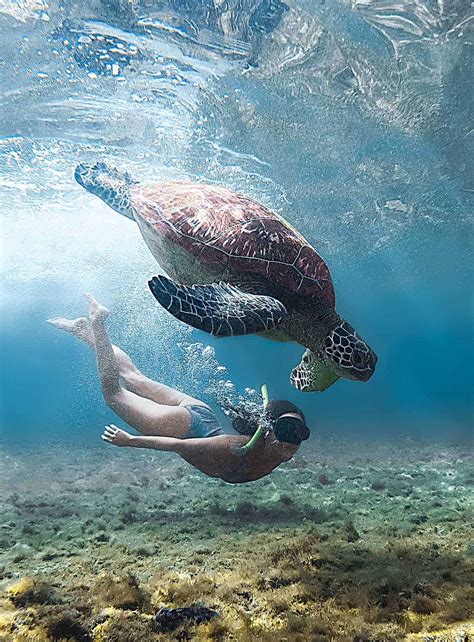 Apo Island Snorkeling With Turtles Ultimate Guide