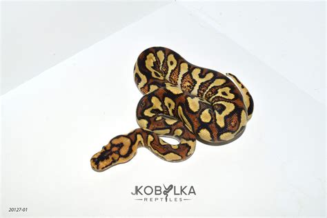 Red Stripe Ball Python Traits Morphpedia Red Stripe Ball Python Traits Morphpedia