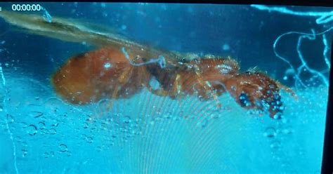 Tetramorium Or Solenopsis Album On Imgur