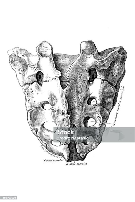 Sacrum Stock Illustration Download Image Now 19th Century 19th