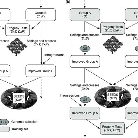 A The Oil Palm One Cycle Modified Reciprocal Recurrent Selection Download Scientific Diagram