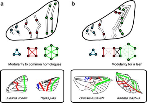 Strategies For Lepidopteran Wing Pattern Diversification Schematic