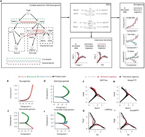 Monocle 2 Correctly Recovers Trajectories Driven By Simulated Gene