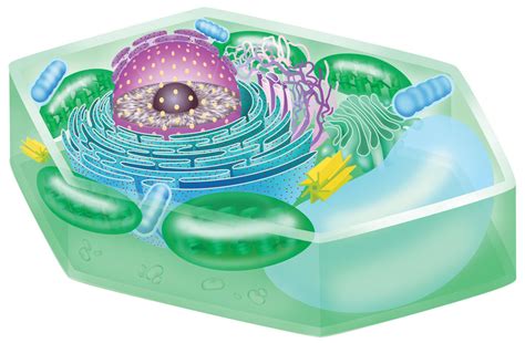 Biology Ch 5 Cell Diagram Plant Bjup 5e Diagram Quizlet