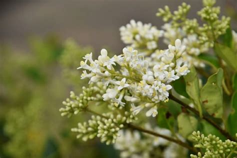 Ligustrum Japanese Privet 6 Pot Hello Hello Plants