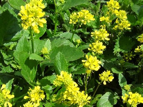 Wild Mustard Charlock Field Mustard Sinapis Arvensis