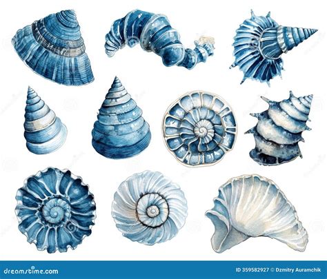 Blue Seashell Set Conch Shell And Cockle Shell Hand Drawn