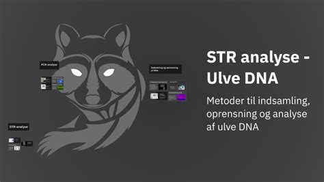 Str Analyse Ulve Dna By Klara Veller On Prezi