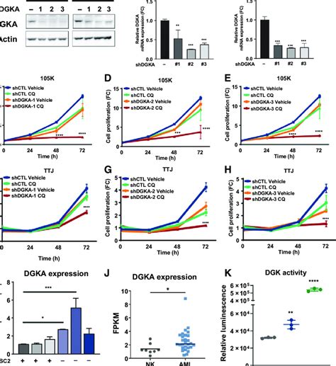 Genetic Inhibition Of Dgka Sensitizes Tsc2 Deficient Cells To
