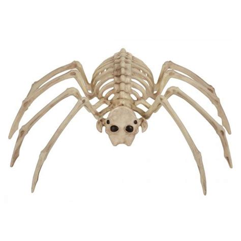 Spider Skeleton Party Expert