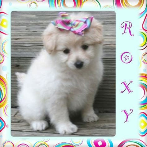 Roxy Pomapoo Puppy At 7 Weeks
